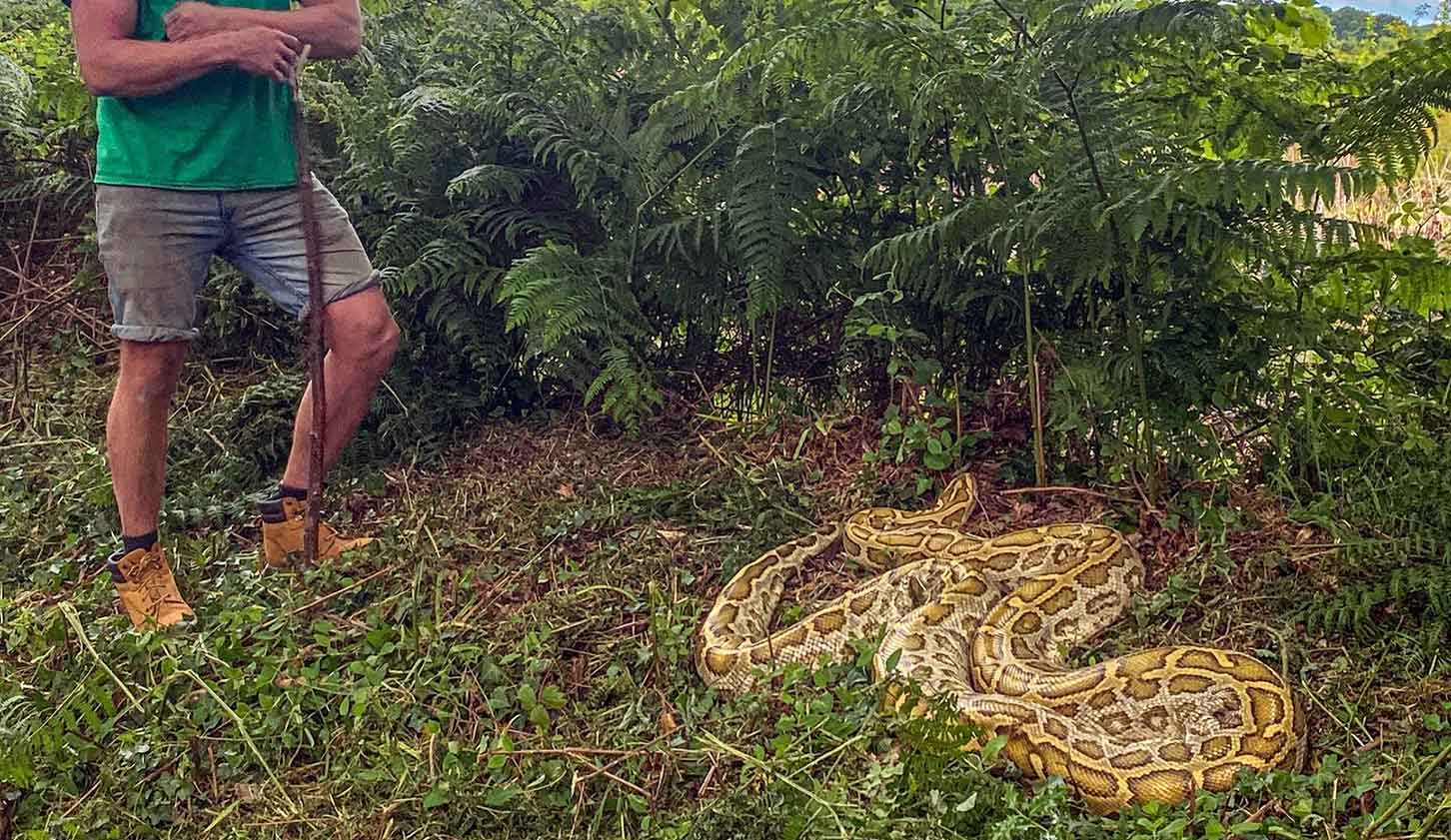 14-foot Burmese python discovered at Monkton Wyld Holiday Park ...